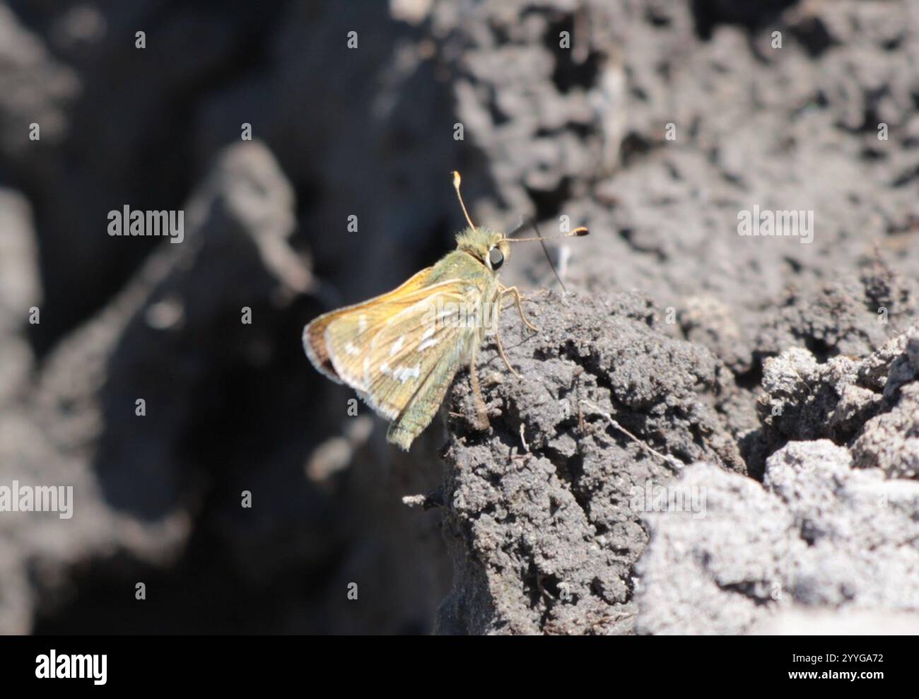 Western Branded Skipper (Hesperia colorado Stock Photo - Alamy