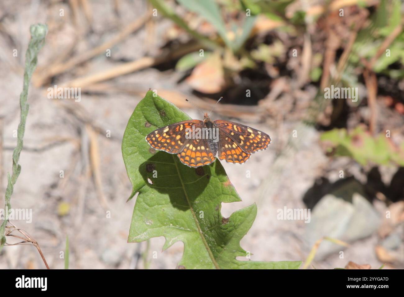 Northern Checkerspot (Chlosyne palla Stock Photo - Alamy