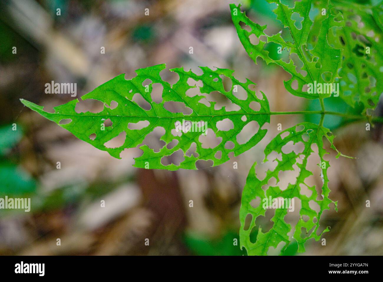 Tambopata, Peru - 28 Nov, 2024: Green plant leaf details in the Amazon ...