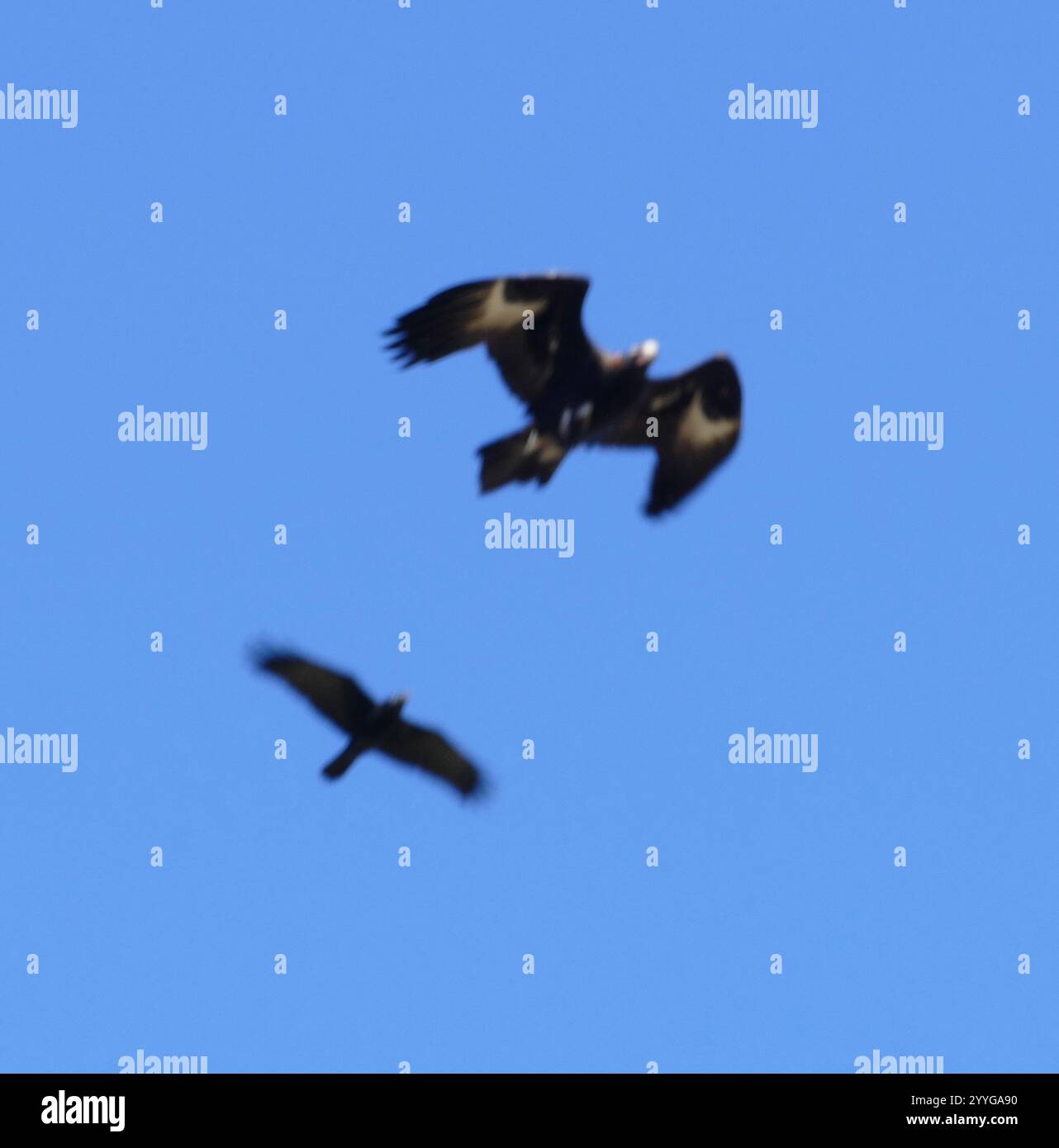 Wedge-tailed Eagle (Aquila audax Stock Photo - Alamy