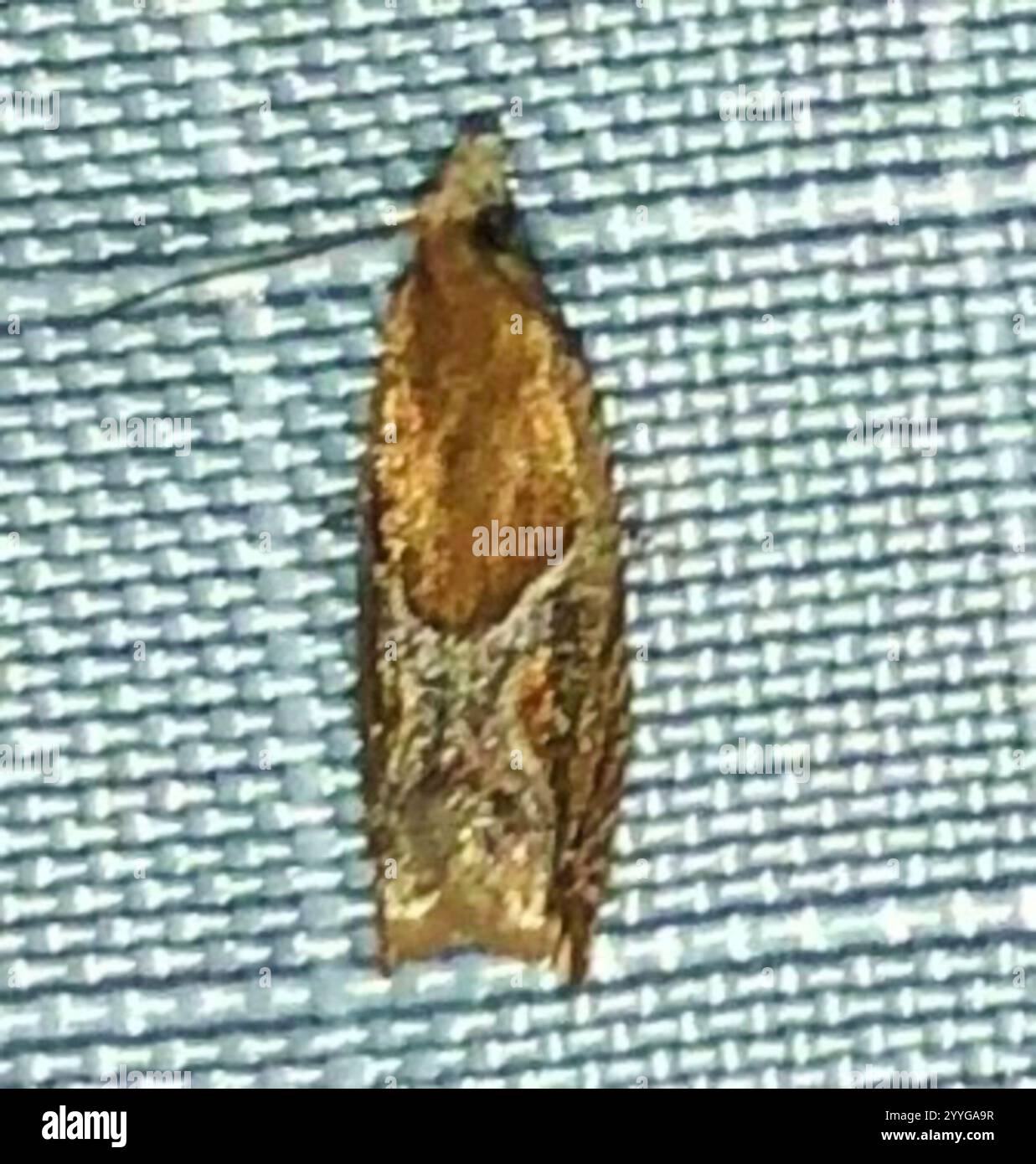 Strawberry Leafroller Moth (Ancylis comptana Stock Photo - Alamy