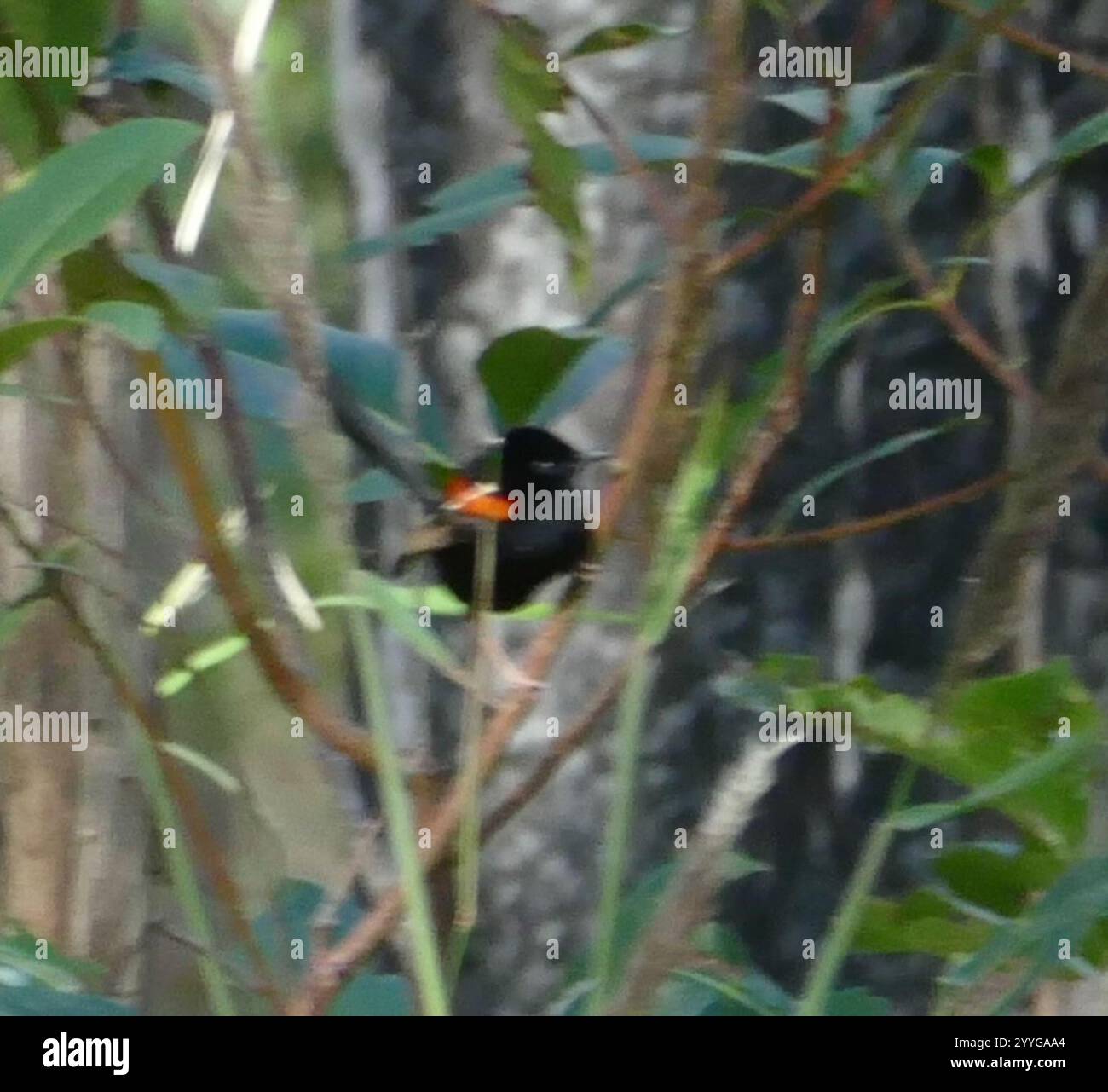 Red-backed Fairywren (Malurus melanocephalus Stock Photo - Alamy