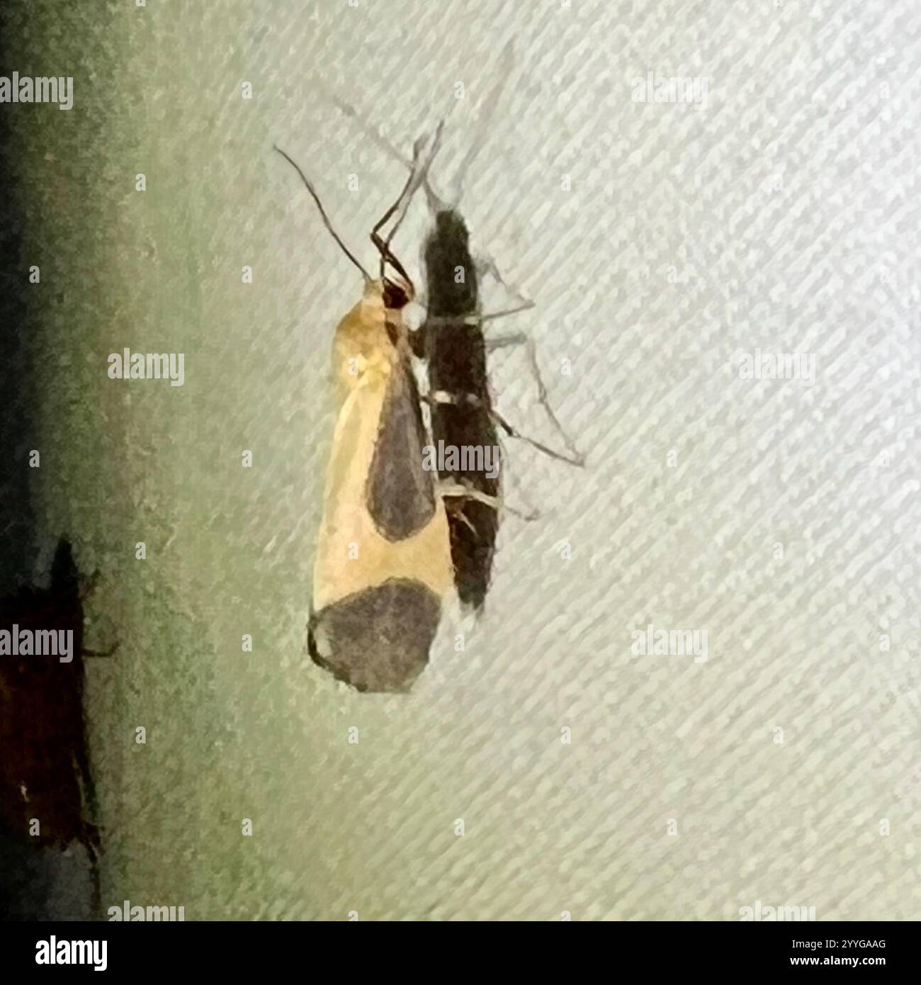 Pictured Lichen Moth (Cisthene picta Stock Photo - Alamy