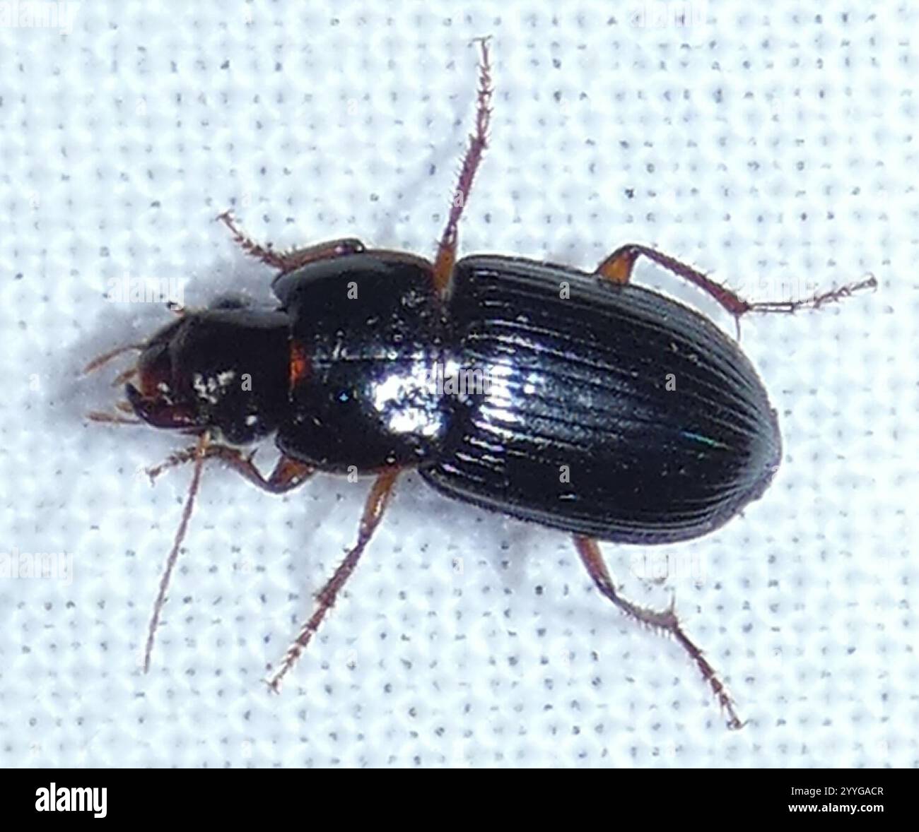 Harpalus hi-res stock photography and images - Alamy