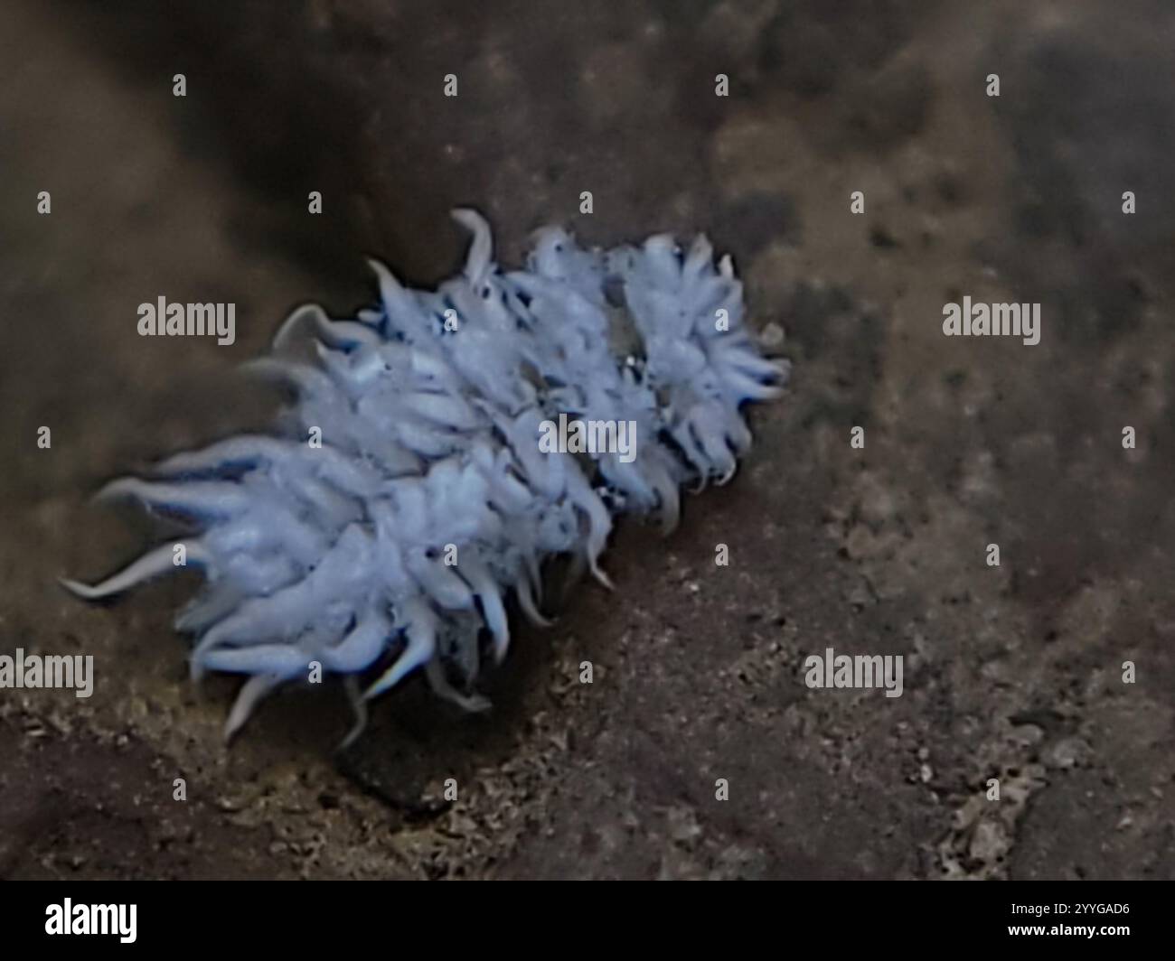 Mealybug Destroyer (Cryptolaemus montrouzieri Stock Photo - Alamy
