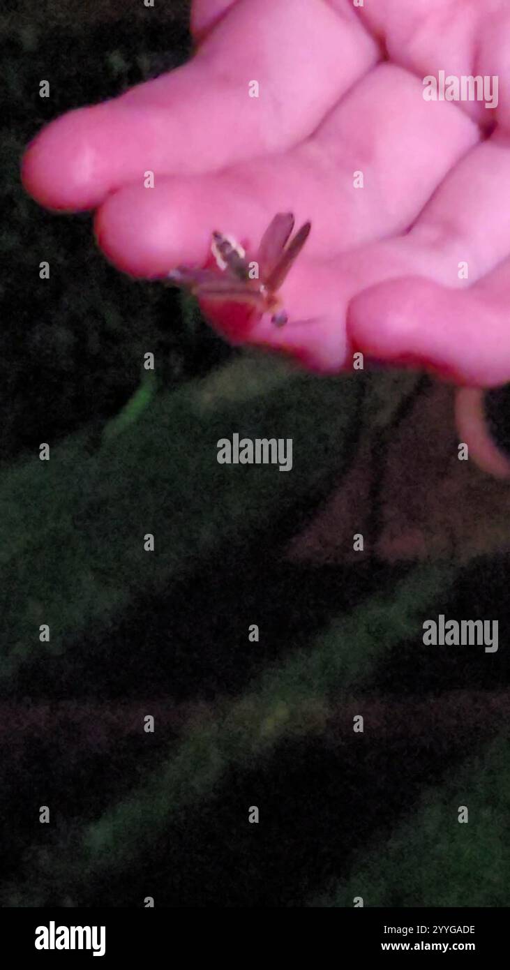 Common Eastern Firefly (Photinus pyralis Stock Photo - Alamy