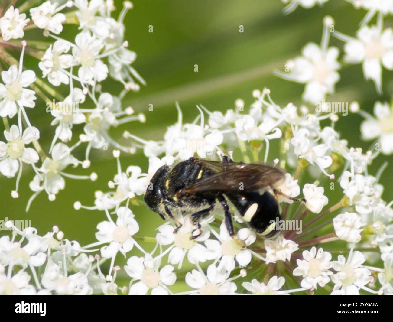 Common Ectemnius (Ectemnius continuus Stock Photo - Alamy