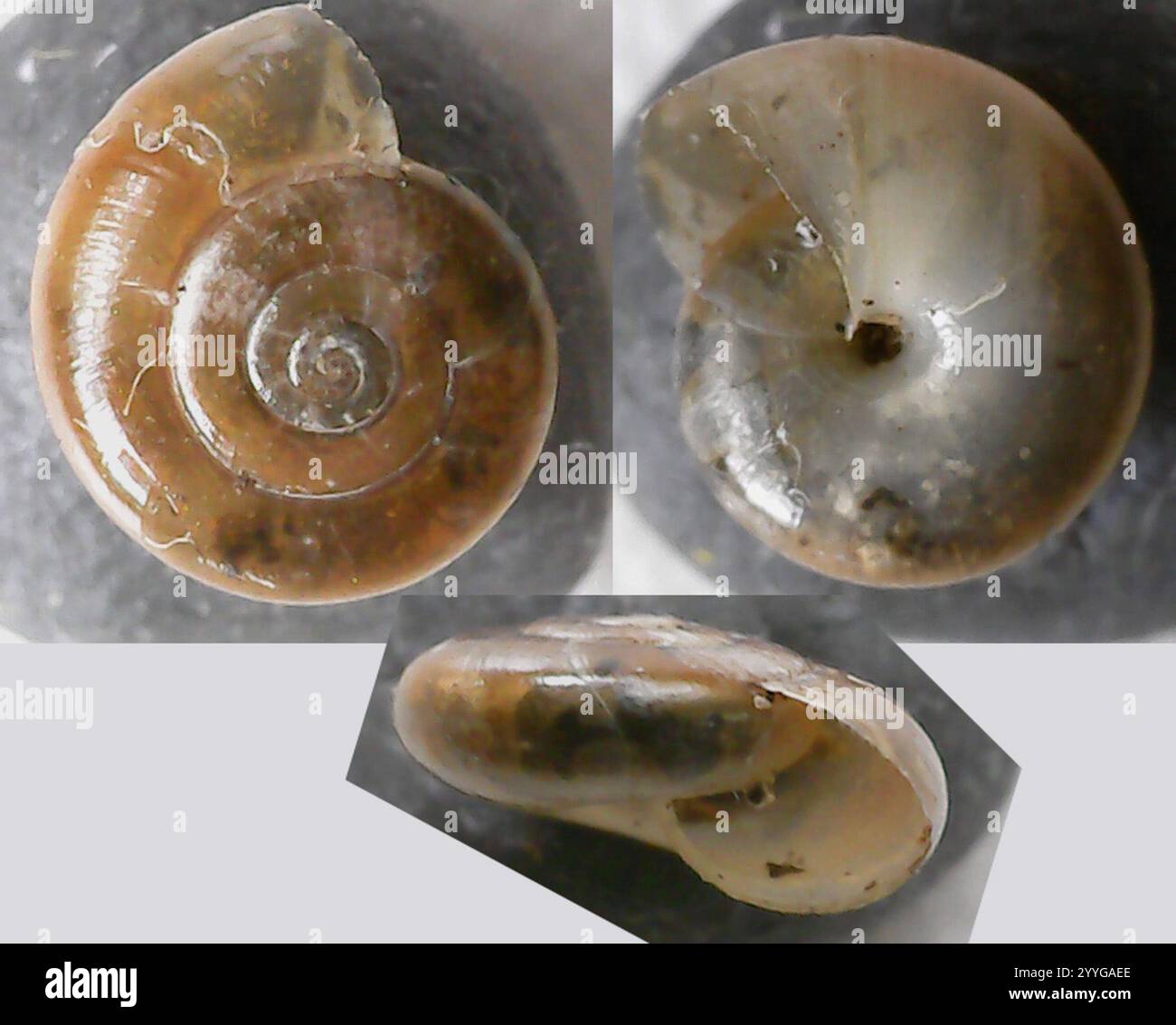 Typical Glass Snails (Oxychilus Stock Photo - Alamy