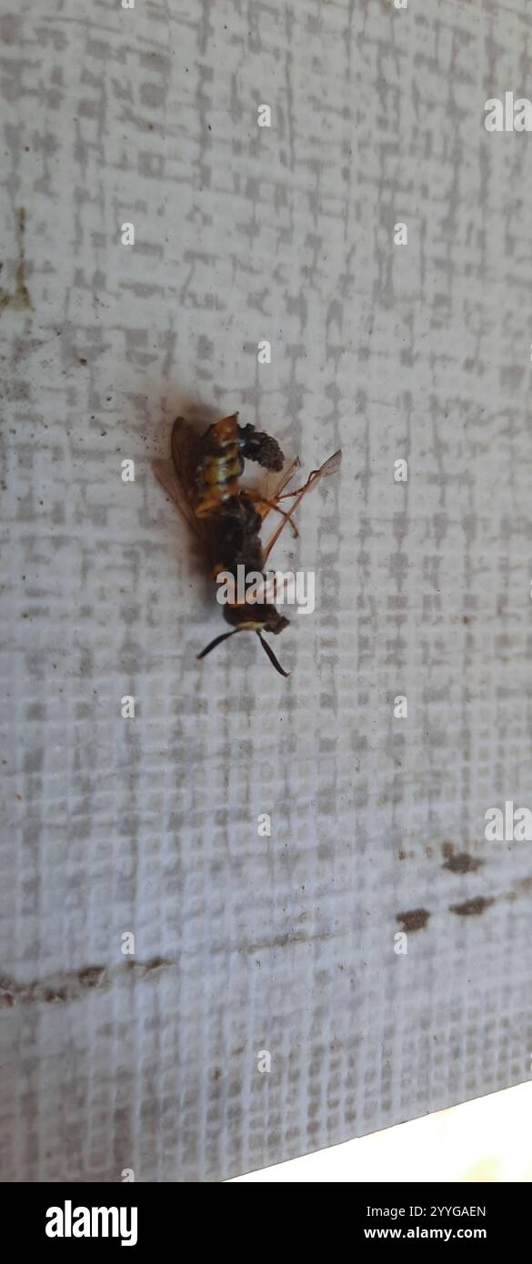 Square-headed Wasps, Sand Wasps, and Allies (Crabronidae Stock Photo ...