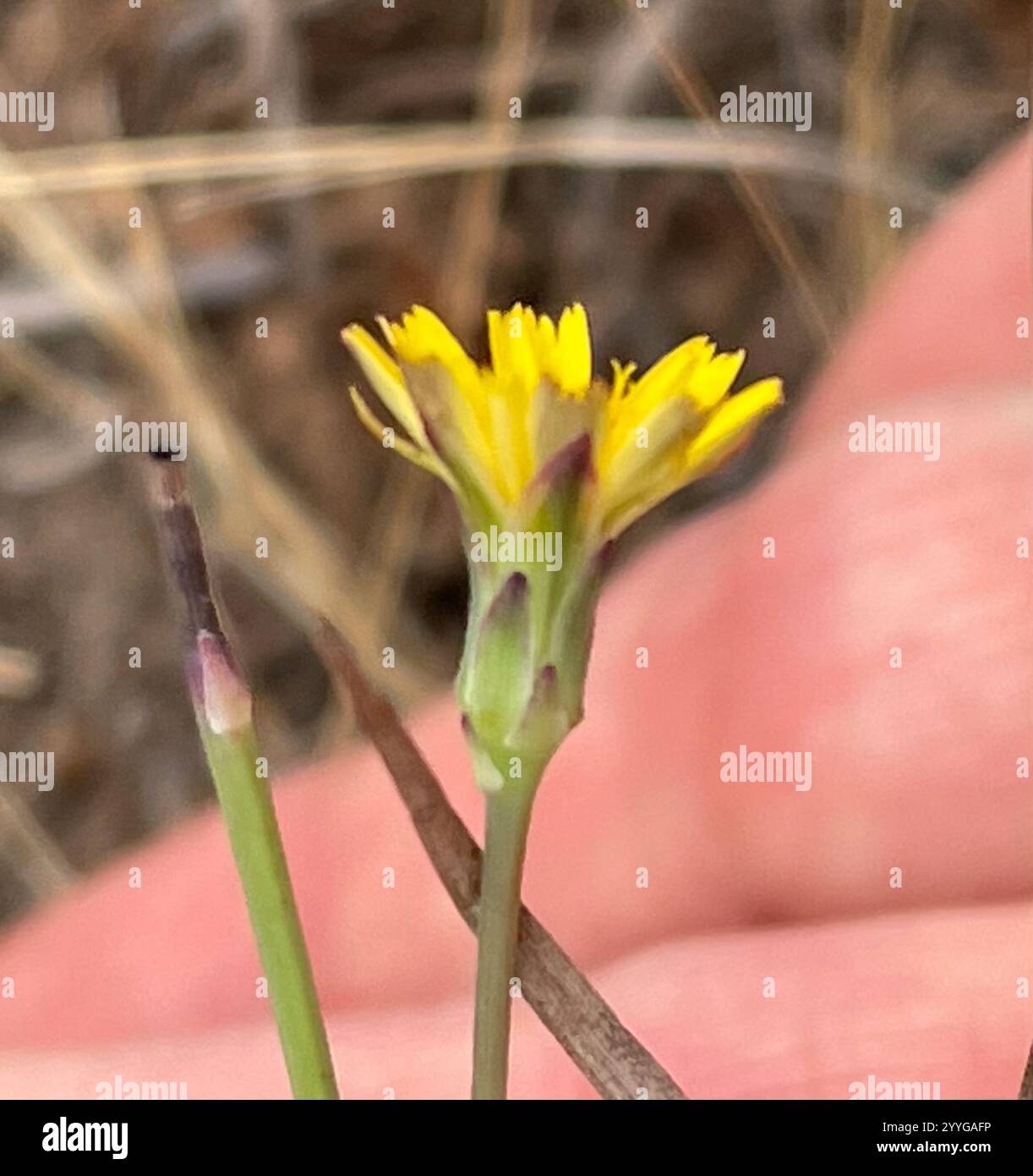 Common Cat's-ear (Hypochaeris radicata Stock Photo - Alamy