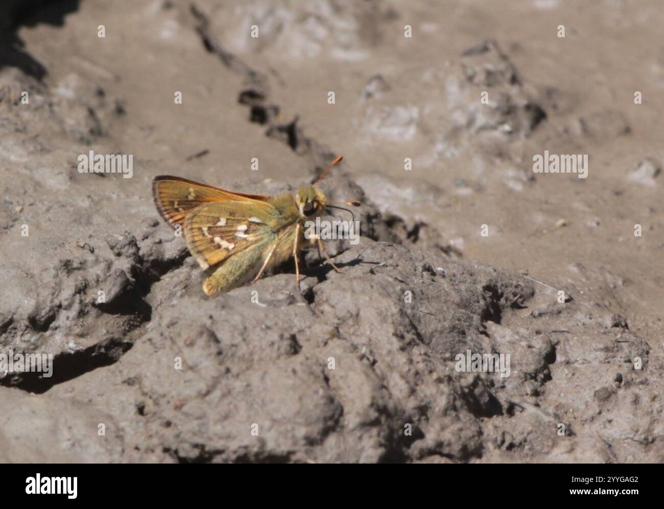 Common Branded Skipper (Hesperia comma Stock Photo - Alamy