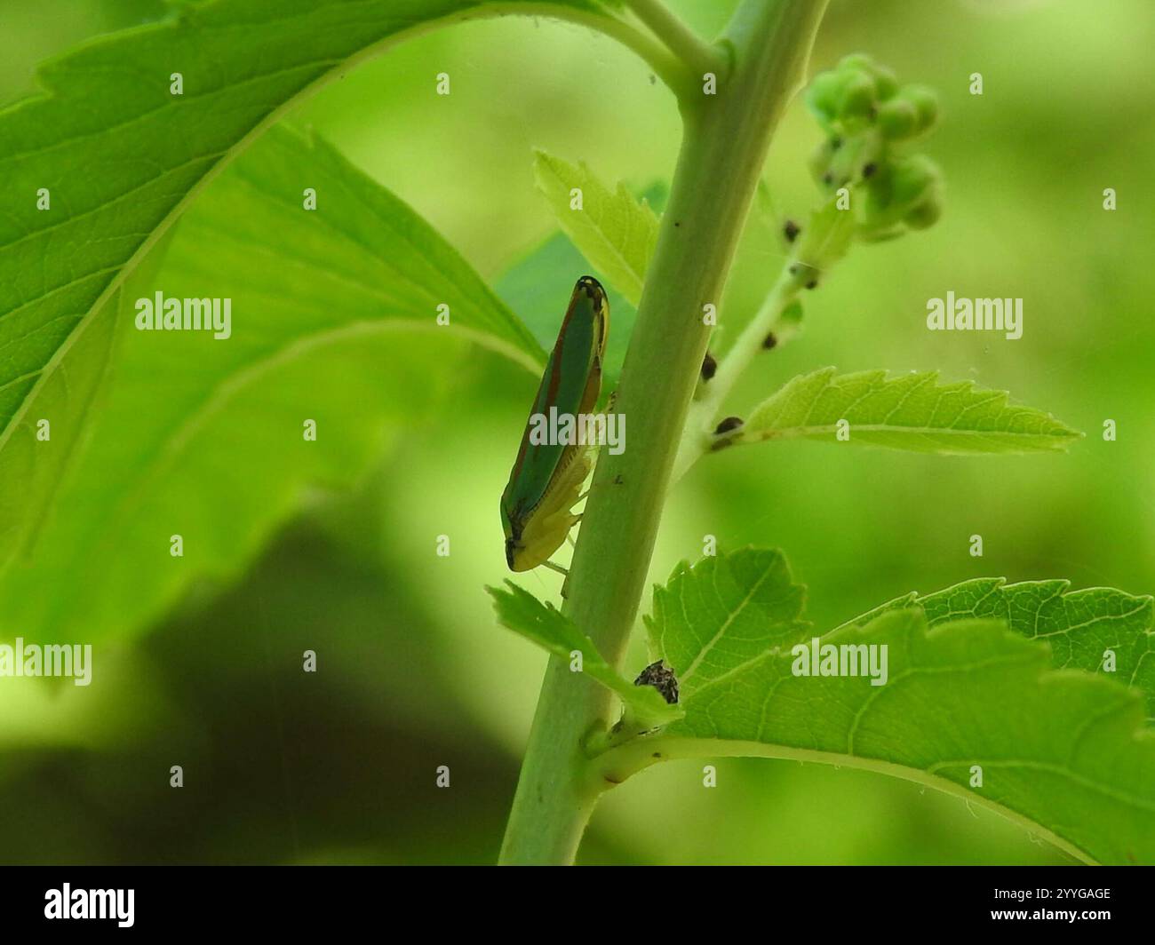 Rhododendron Leafhopper (Graphocephala fennahi Stock Photo - Alamy