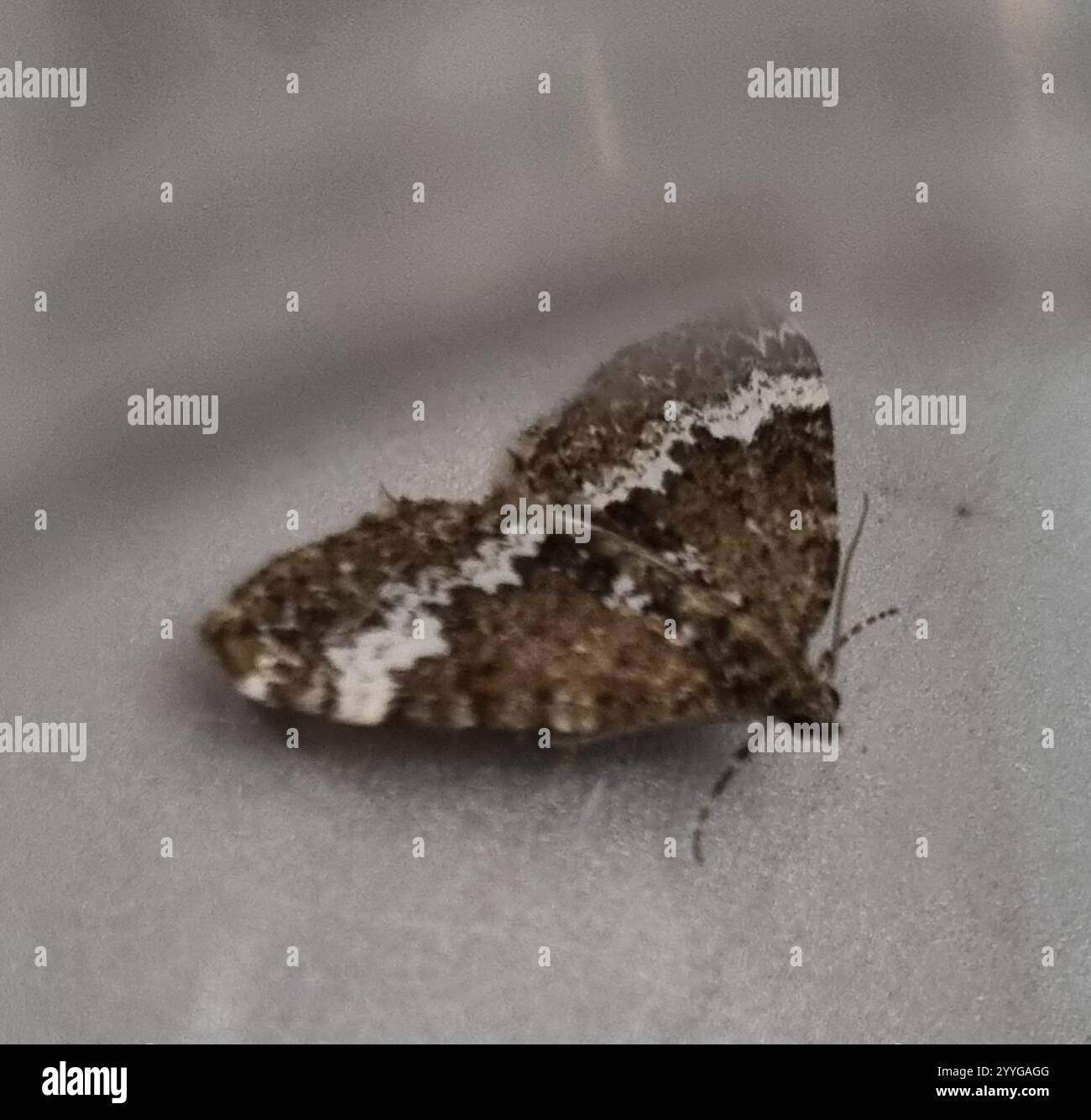 Small Rivulet (Perizoma alchemillata Stock Photo - Alamy