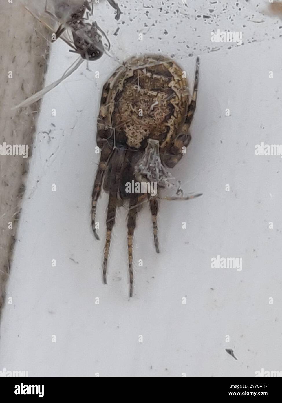 Silver-sided Sector Spider (Zygiella x-notata Stock Photo - Alamy