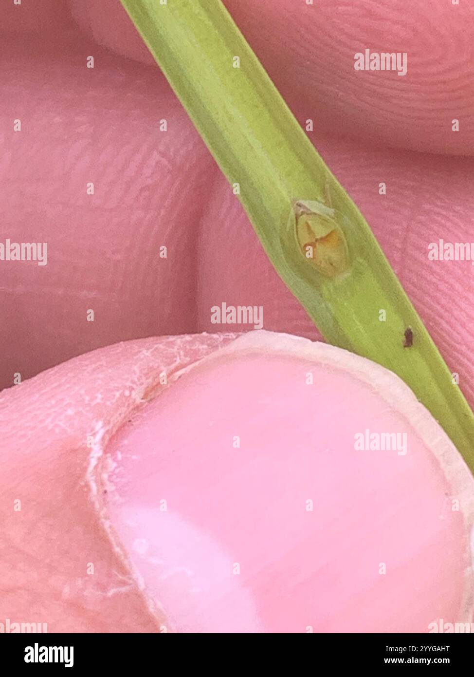 Bog Bulrush (Schoenoplectiella mucronata Stock Photo - Alamy