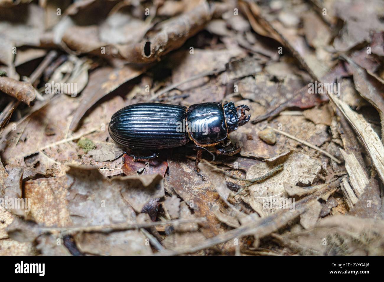 Tambopata, Peru - 27 Nov, 2024: Passalid beetle or bessbug in the ...