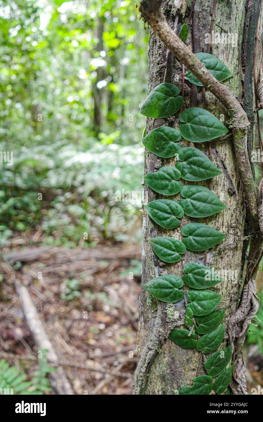 Tambopata, Peru - 27 Nov, 2024: Tropical climber growing on the bark of ...