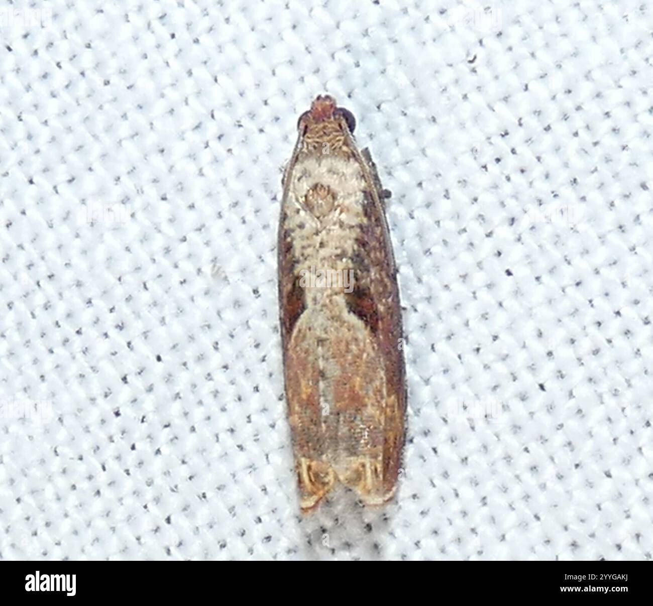 Maple Tip Borer Moth (Episimus tyrius Stock Photo - Alamy
