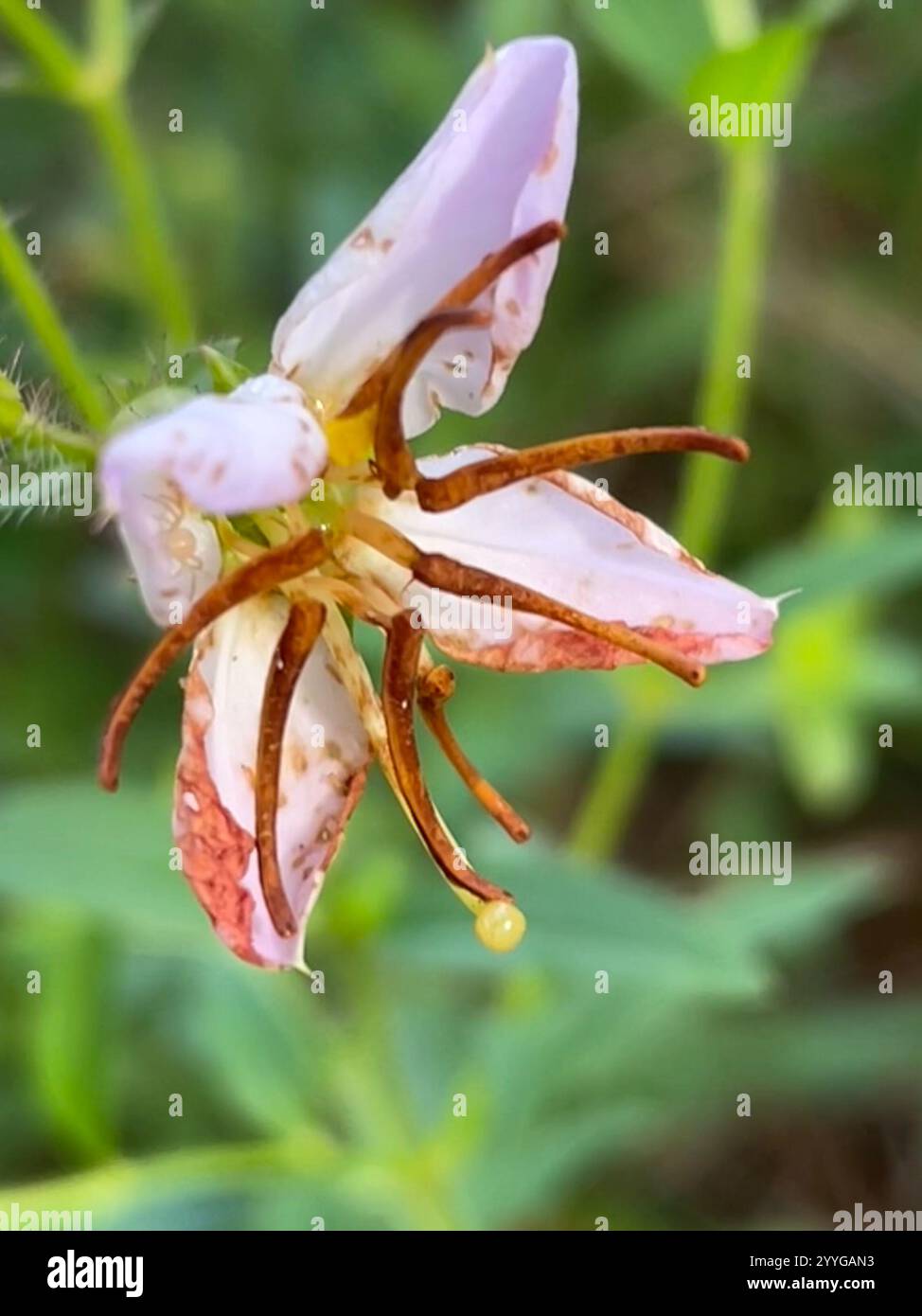 Maryland meadowbeauty (Rhexia mariana Stock Photo - Alamy