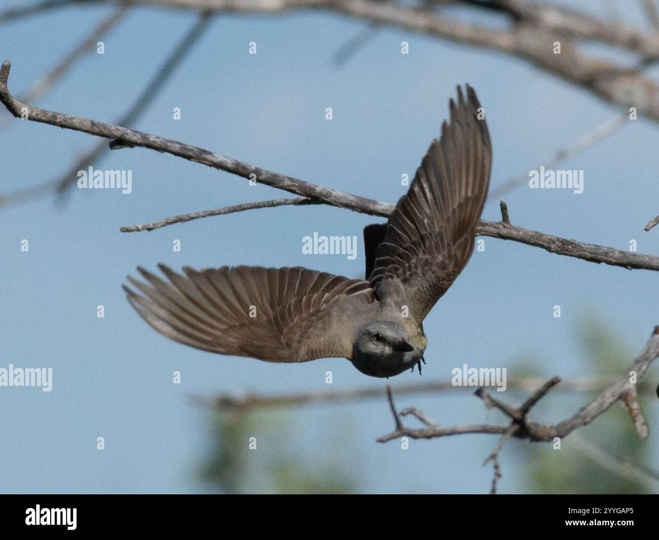 Western Kingbird (Tyrannus verticalis Stock Photo - Alamy