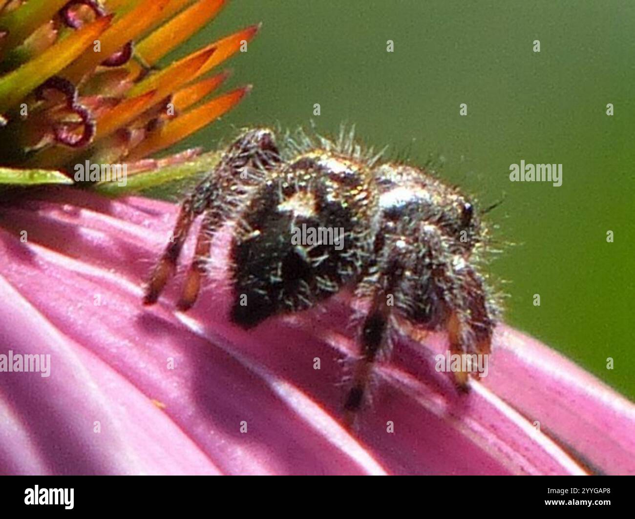 Bold Jumping Spider (Phidippus audax Stock Photo - Alamy