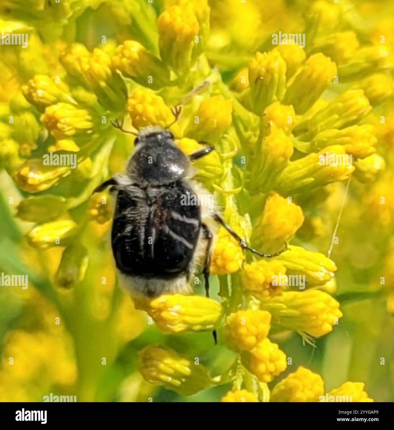 Bee-mimic Beetle (Trichiotinus assimilis Stock Photo - Alamy