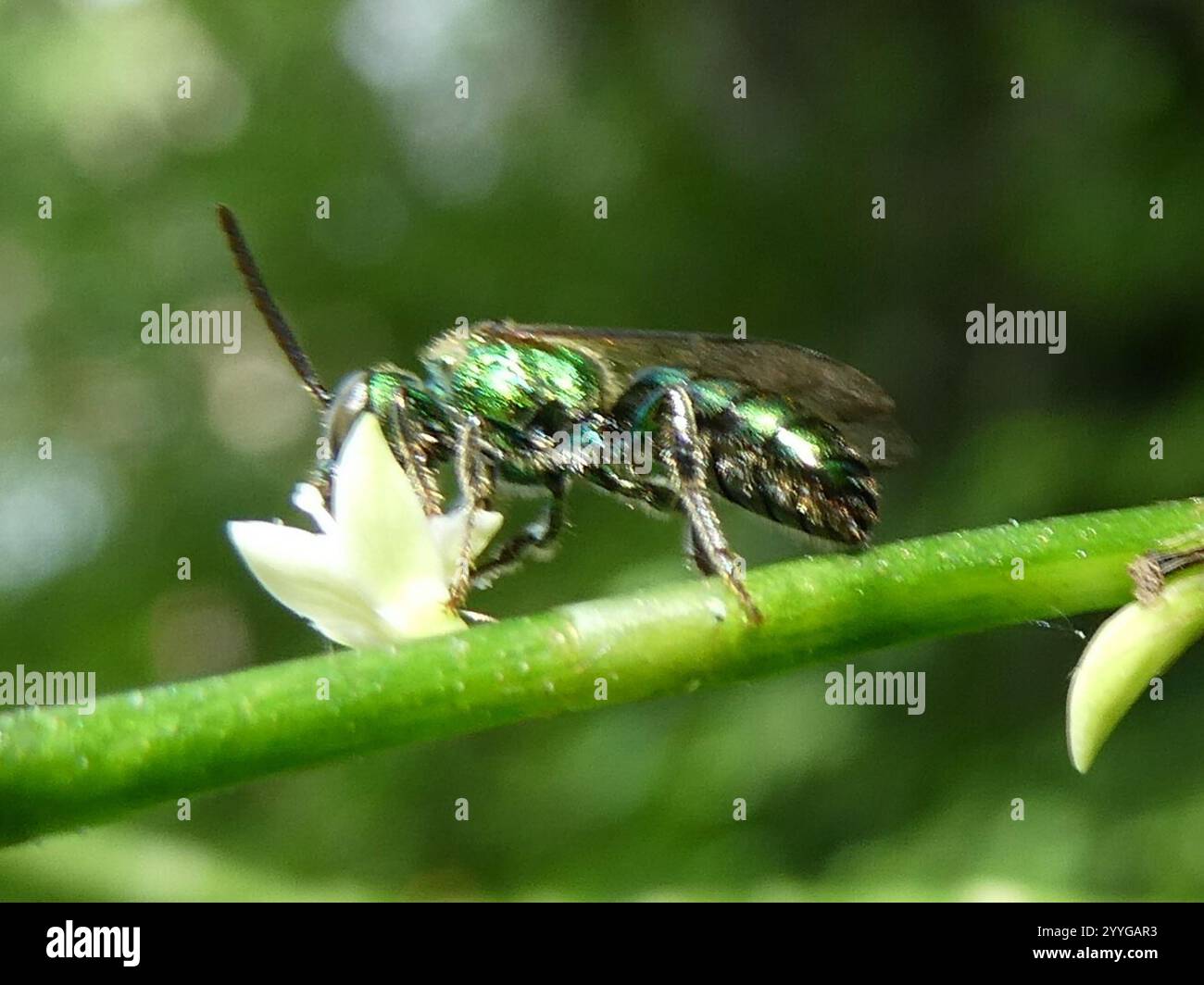 Augochlorine Sweat Bees (Augochlorini Stock Photo - Alamy