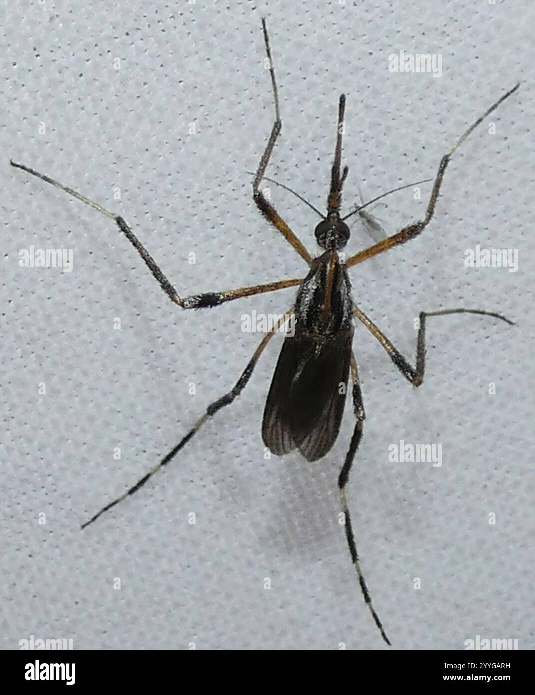 Gallinipper hi-res stock photography and images - Alamy