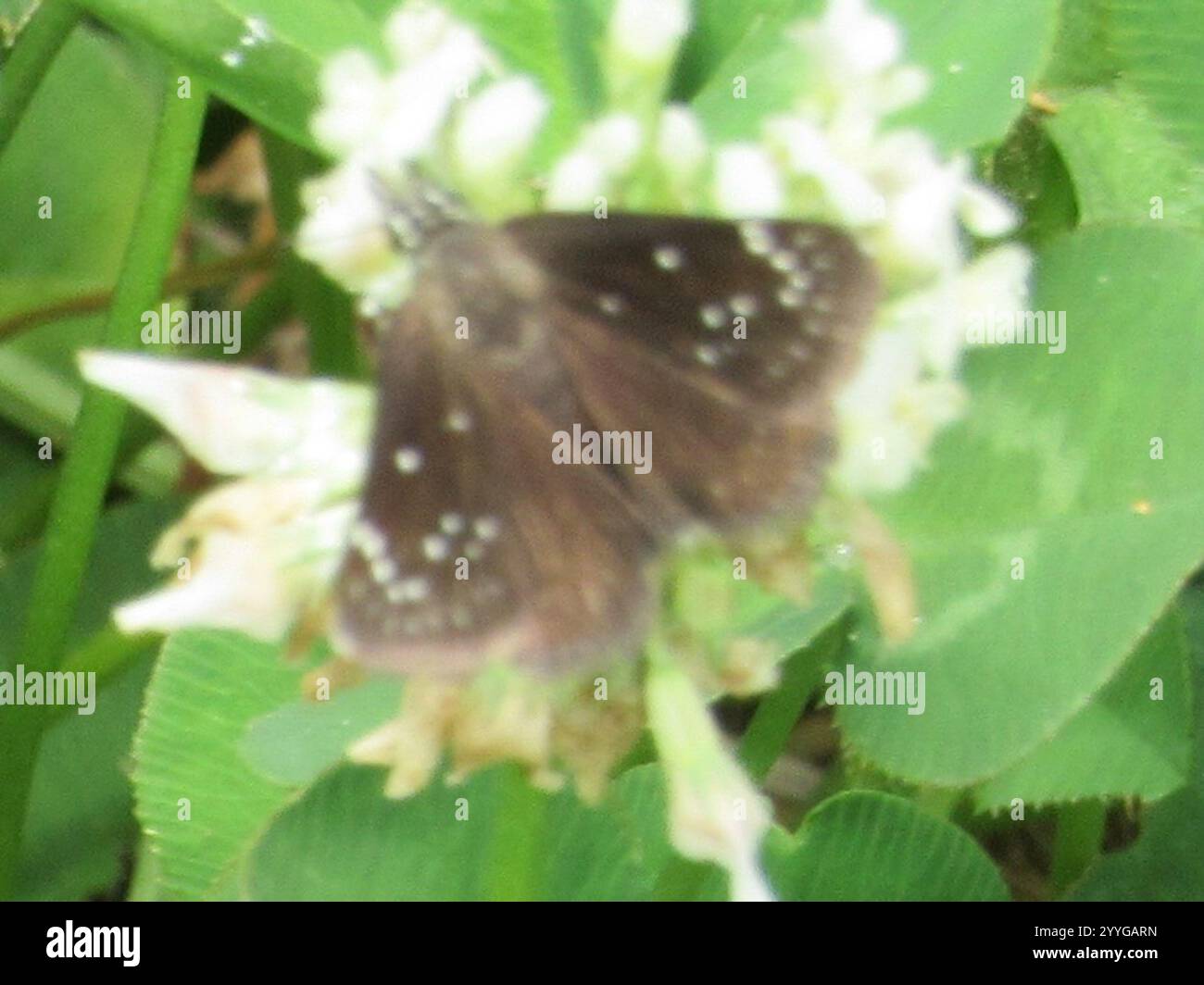 Common Sootywing (Pholisora catullus Stock Photo - Alamy