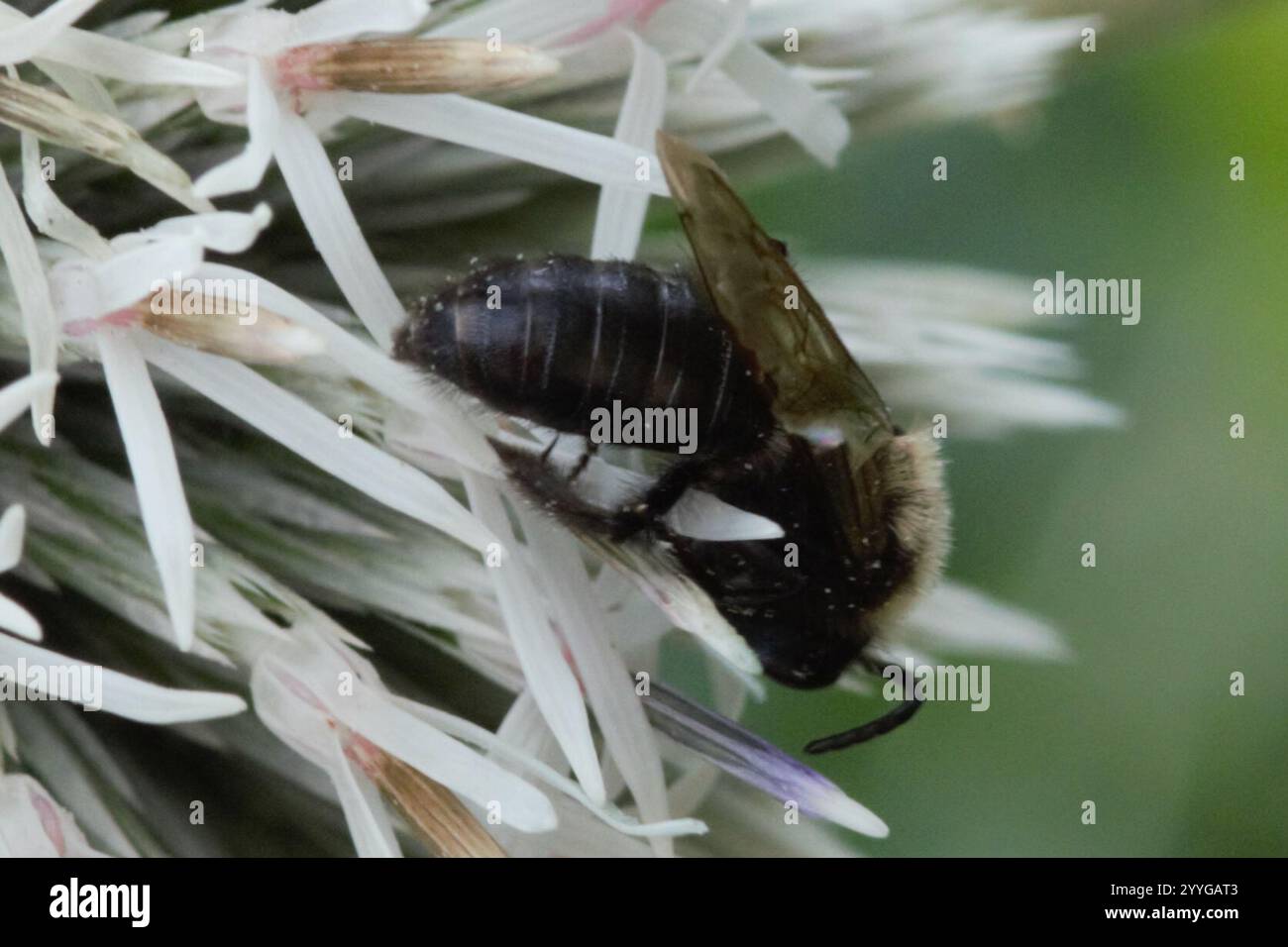 Mining Bees (Andrena Stock Photo - Alamy