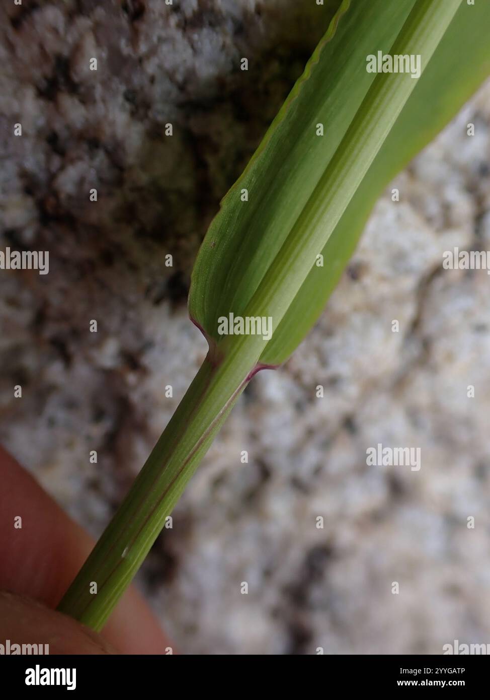 nodding trisetum (Graphephorum cernuum Stock Photo - Alamy