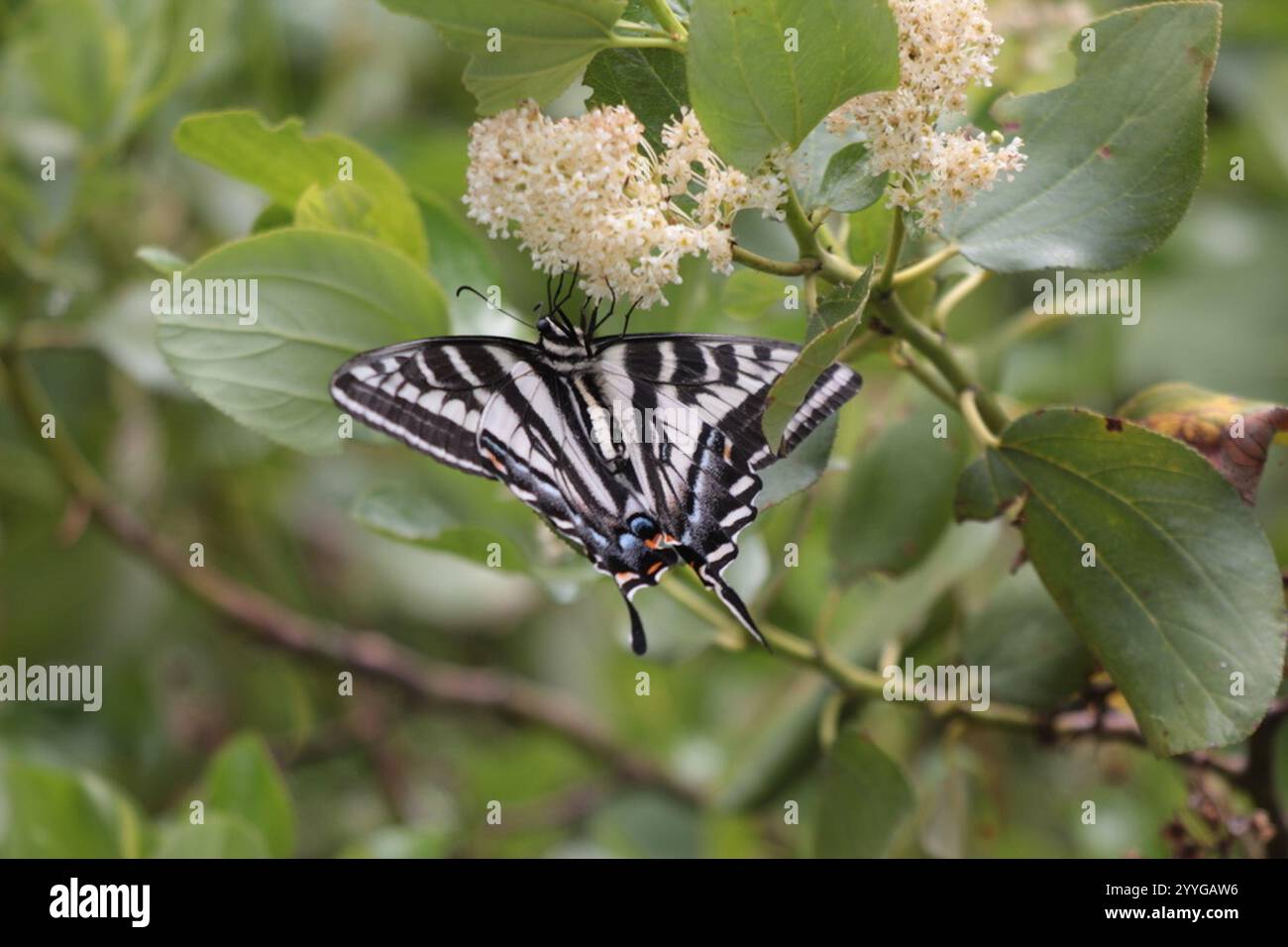 Pale Swallowtail (Papilio eurymedon Stock Photo - Alamy