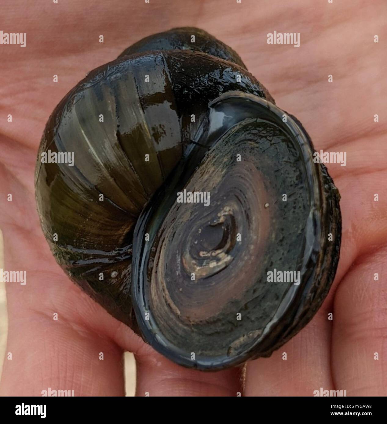 Chinese Mystery Snail (Cipangopaludina chinensis Stock Photo - Alamy