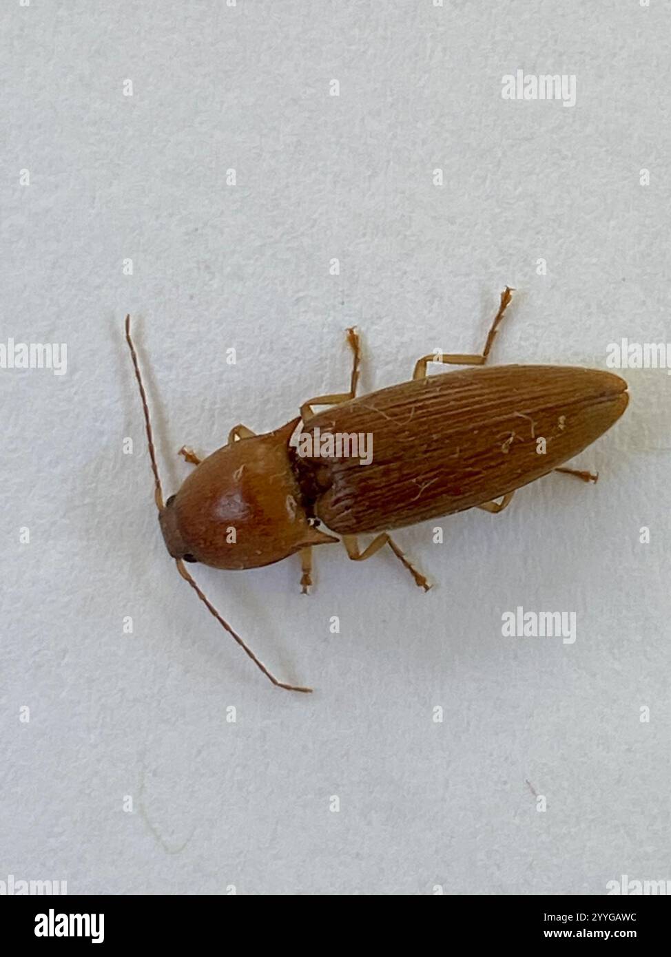 Monocrepidius hi-res stock photography and images - Alamy