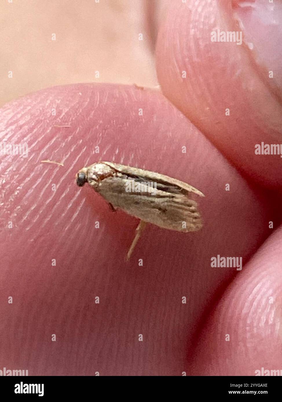 Kyoto Moth (Autosticha kyotensis Stock Photo - Alamy