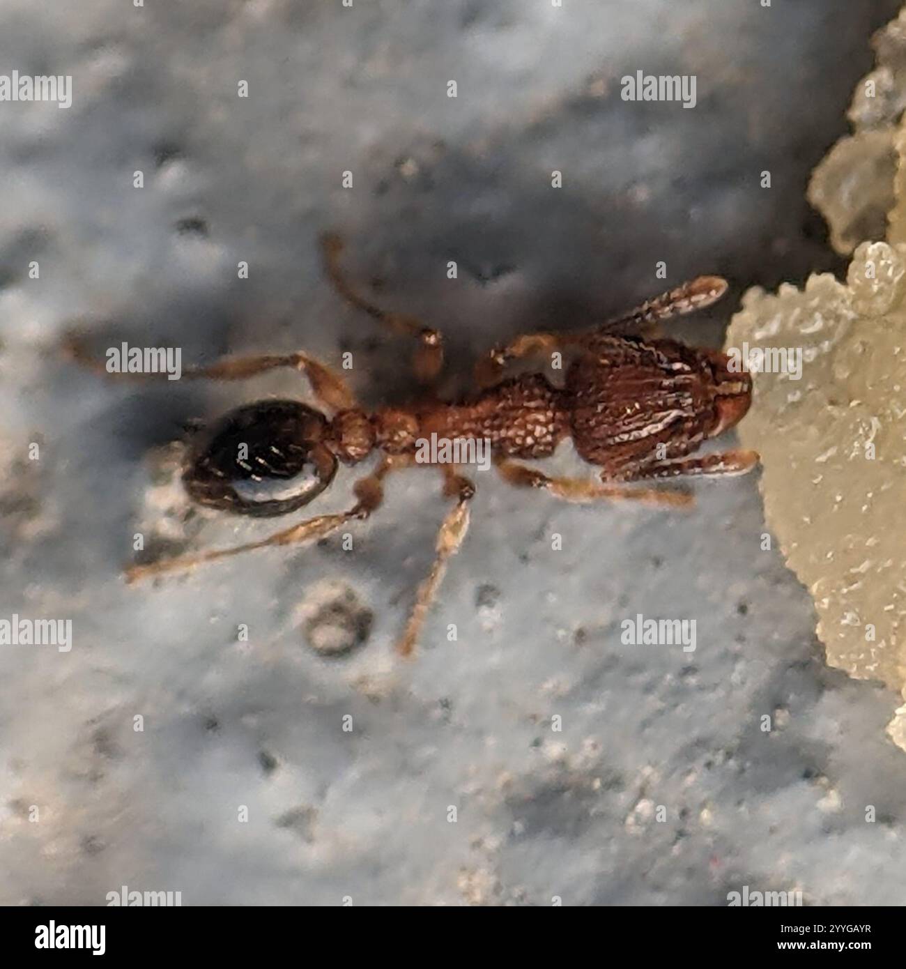 Bicolored pennant ant hi-res stock photography and images - Alamy