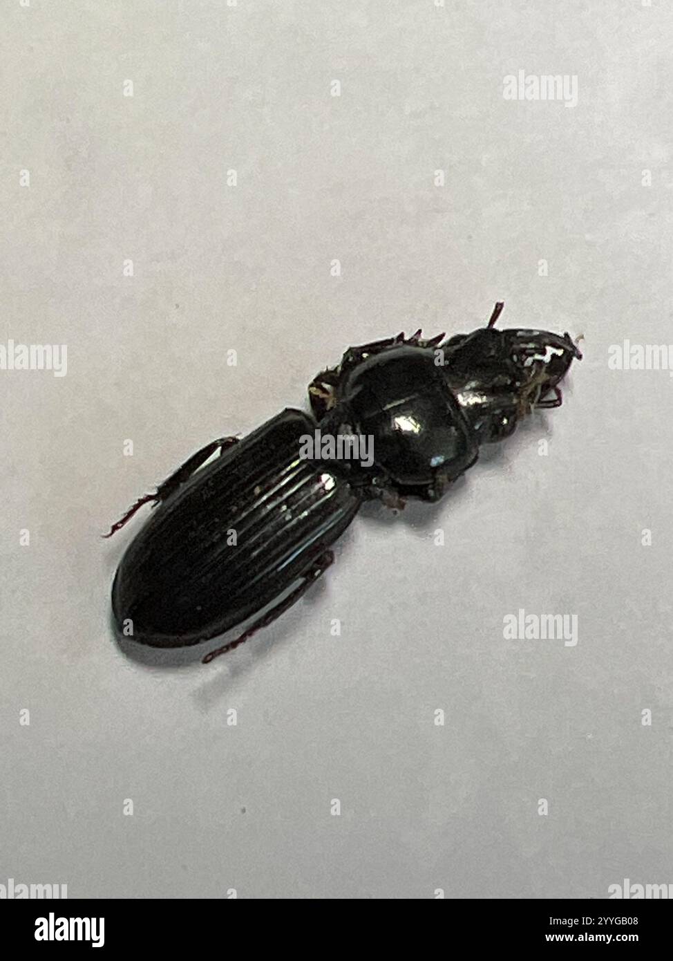 Big-headed Ground Beetle (Scarites subterraneus Stock Photo - Alamy