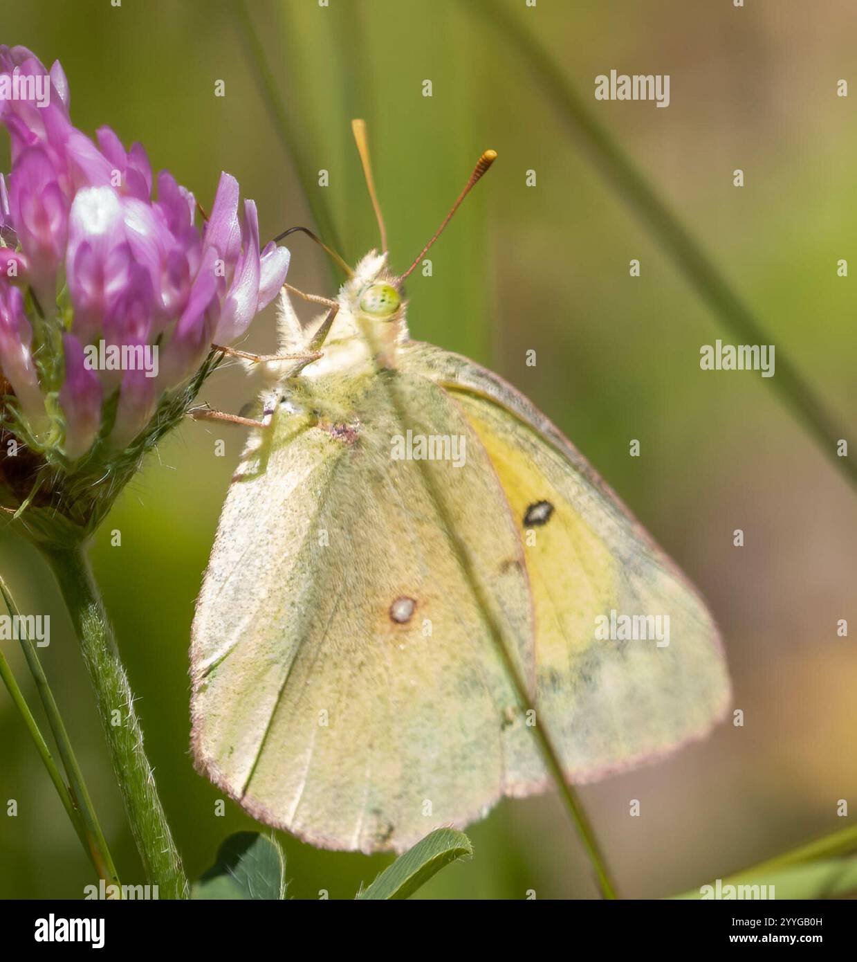 Orange Sulphur (Colias eurytheme Stock Photo - Alamy