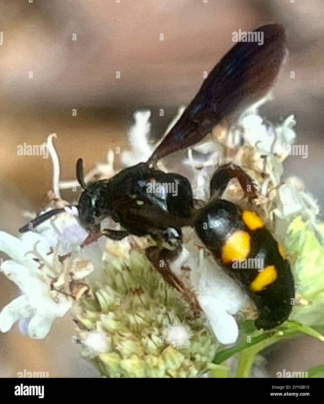 Noble scoliid wasp hi-res stock photography and images - Alamy