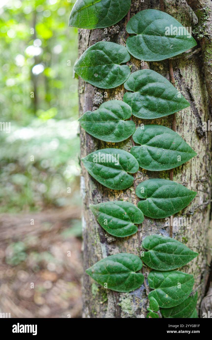 Tambopata, Peru - 27 Nov, 2024: Tropical climber growing on the bark of ...