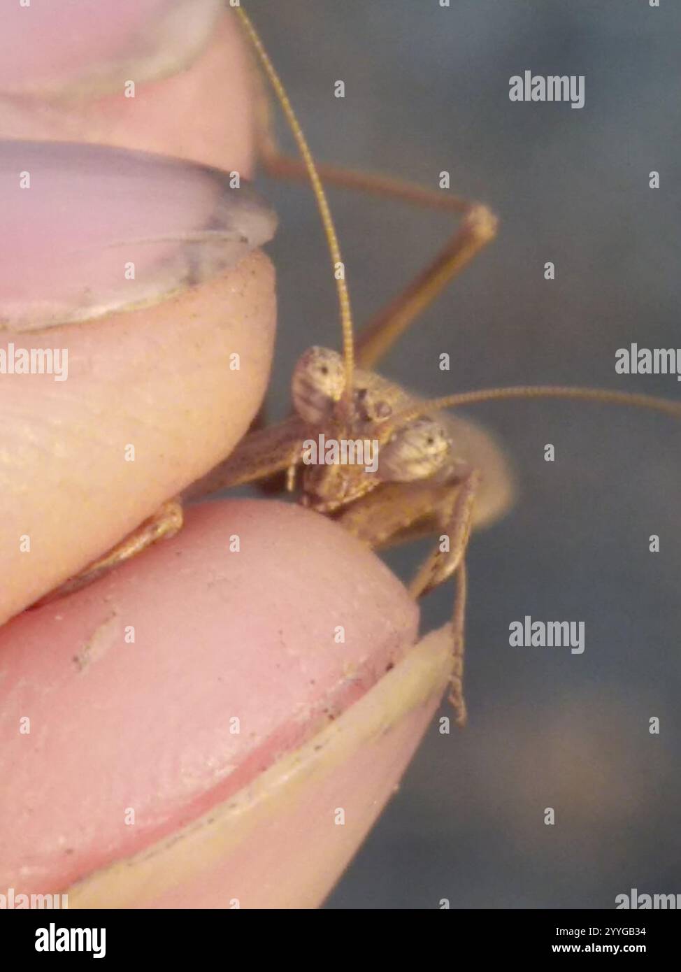 Grey Mantis (Ameles decolor Stock Photo - Alamy