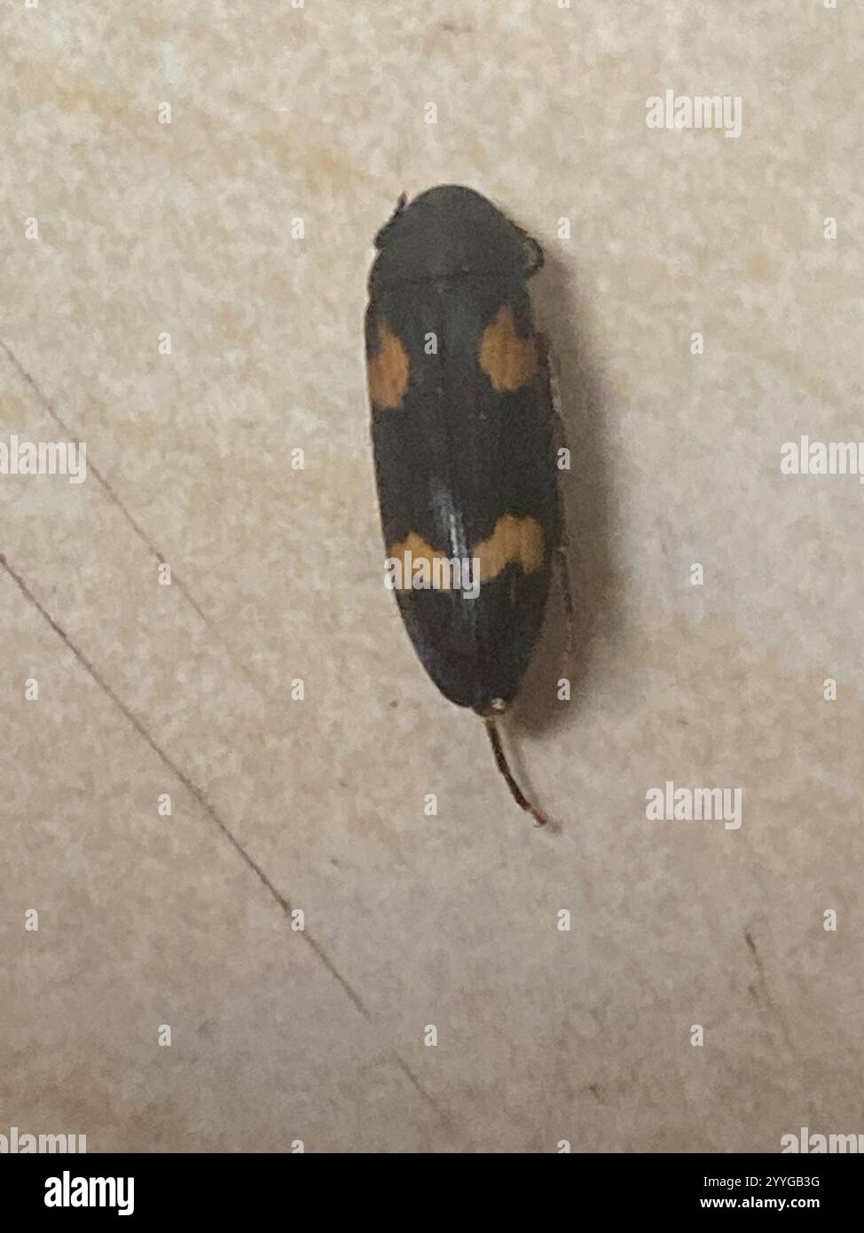 Dircaea quadriguttata hi-res stock photography and images - Alamy