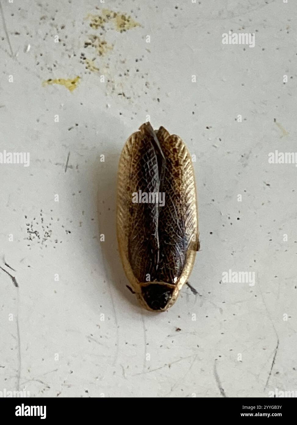 Forest Cockroach (Ectobius sylvestris Stock Photo - Alamy