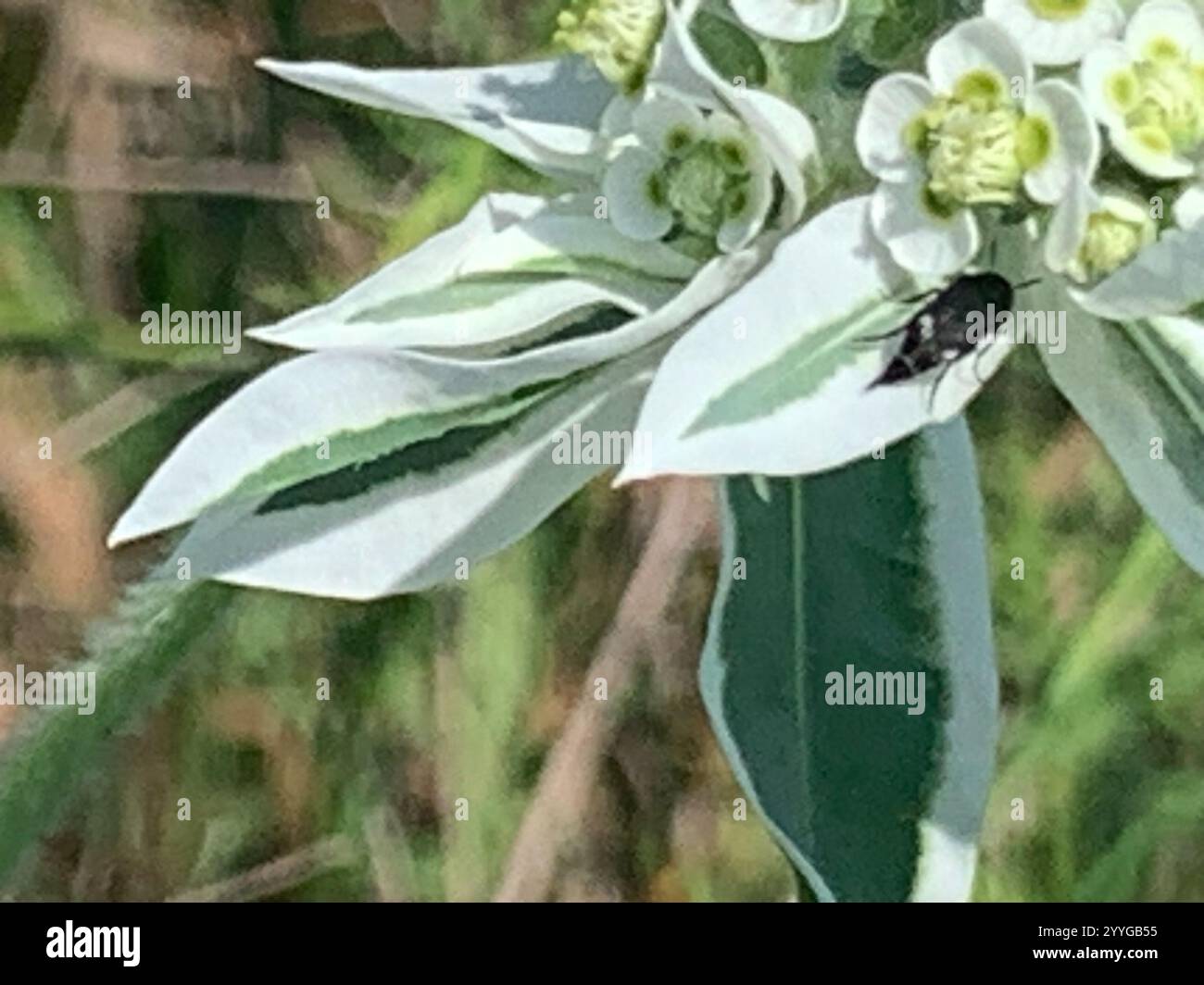 Tumbling Ragdoll (Mordella marginata Stock Photo - Alamy