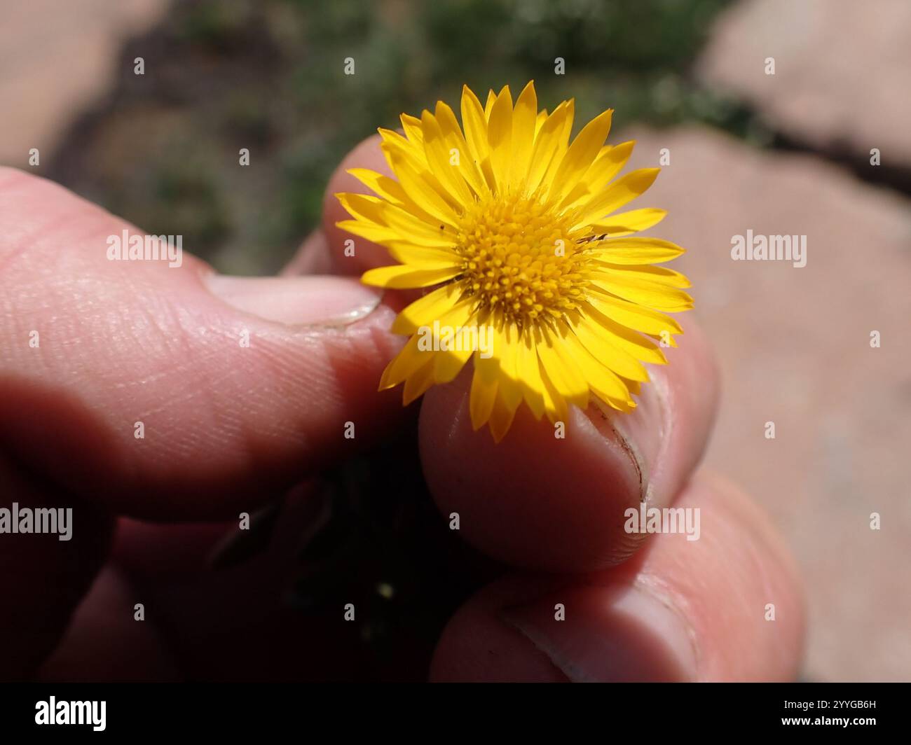 Alpine Yellow Fleabane (Erigeron aureus Stock Photo - Alamy