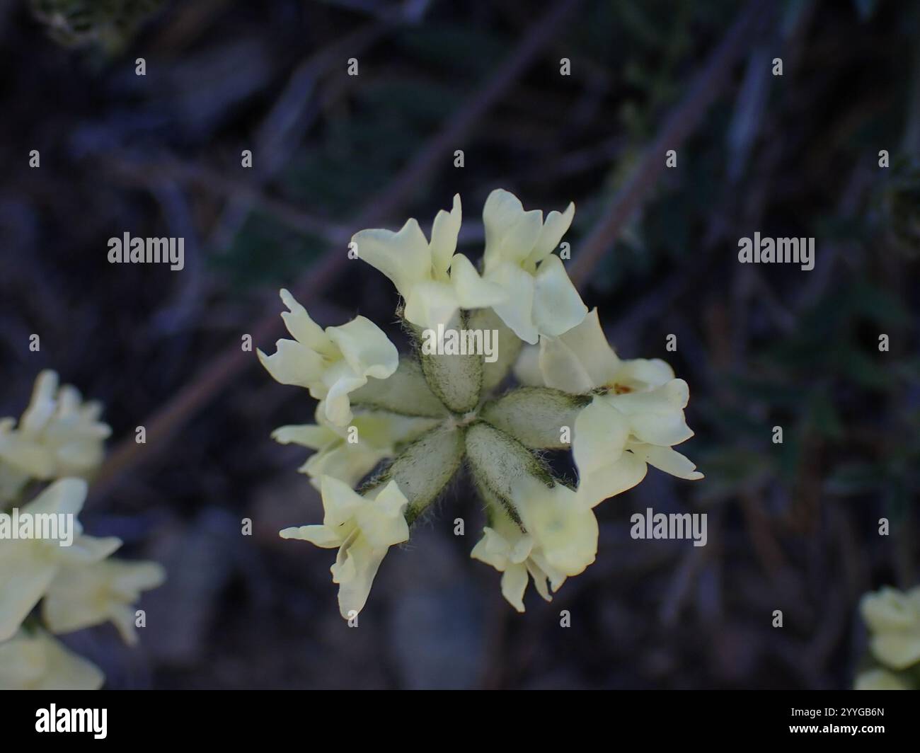 field locoweed (Oxytropis campestris Stock Photo - Alamy