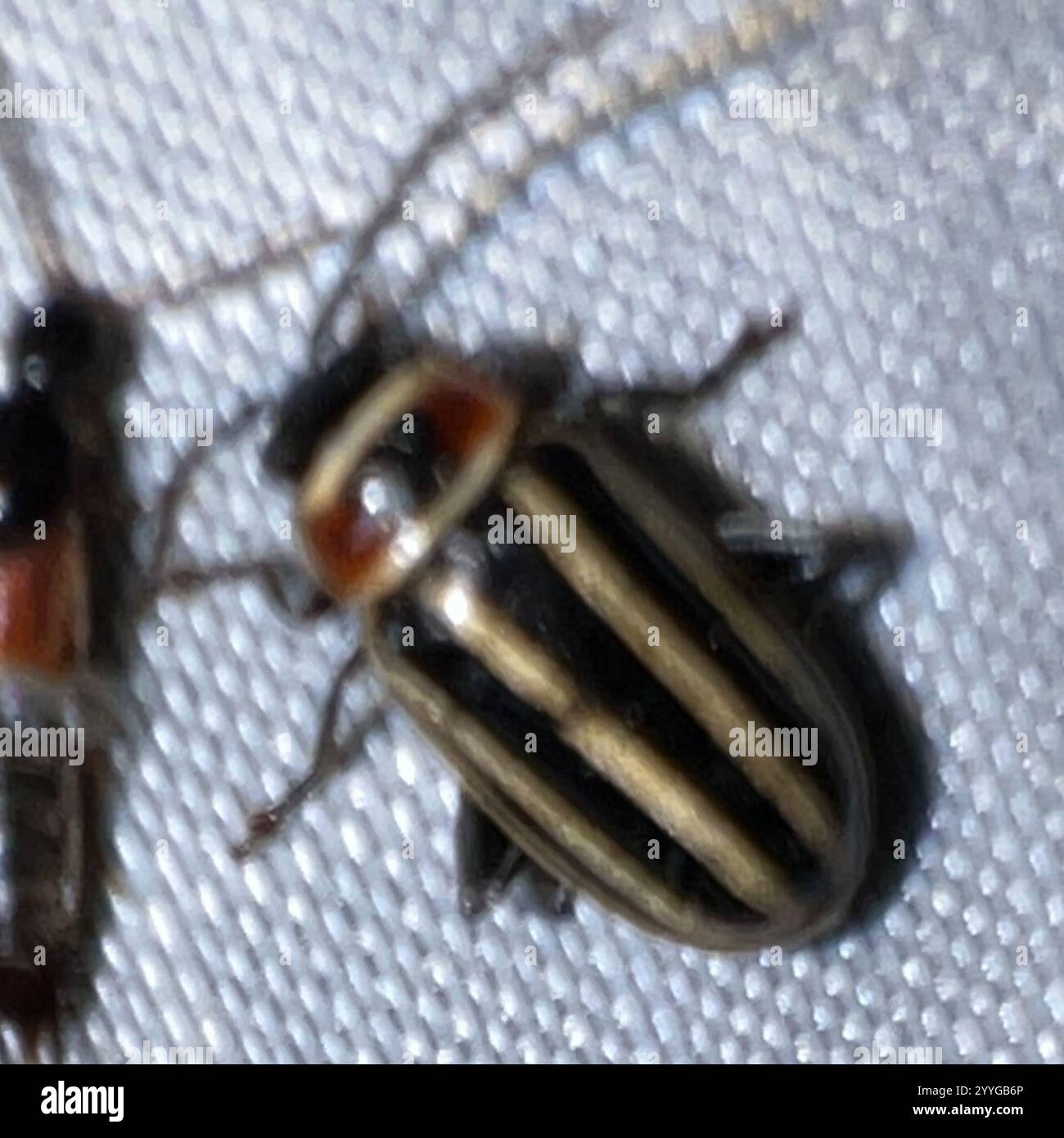 Disonycha pensylvanica hi-res stock photography and images - Alamy