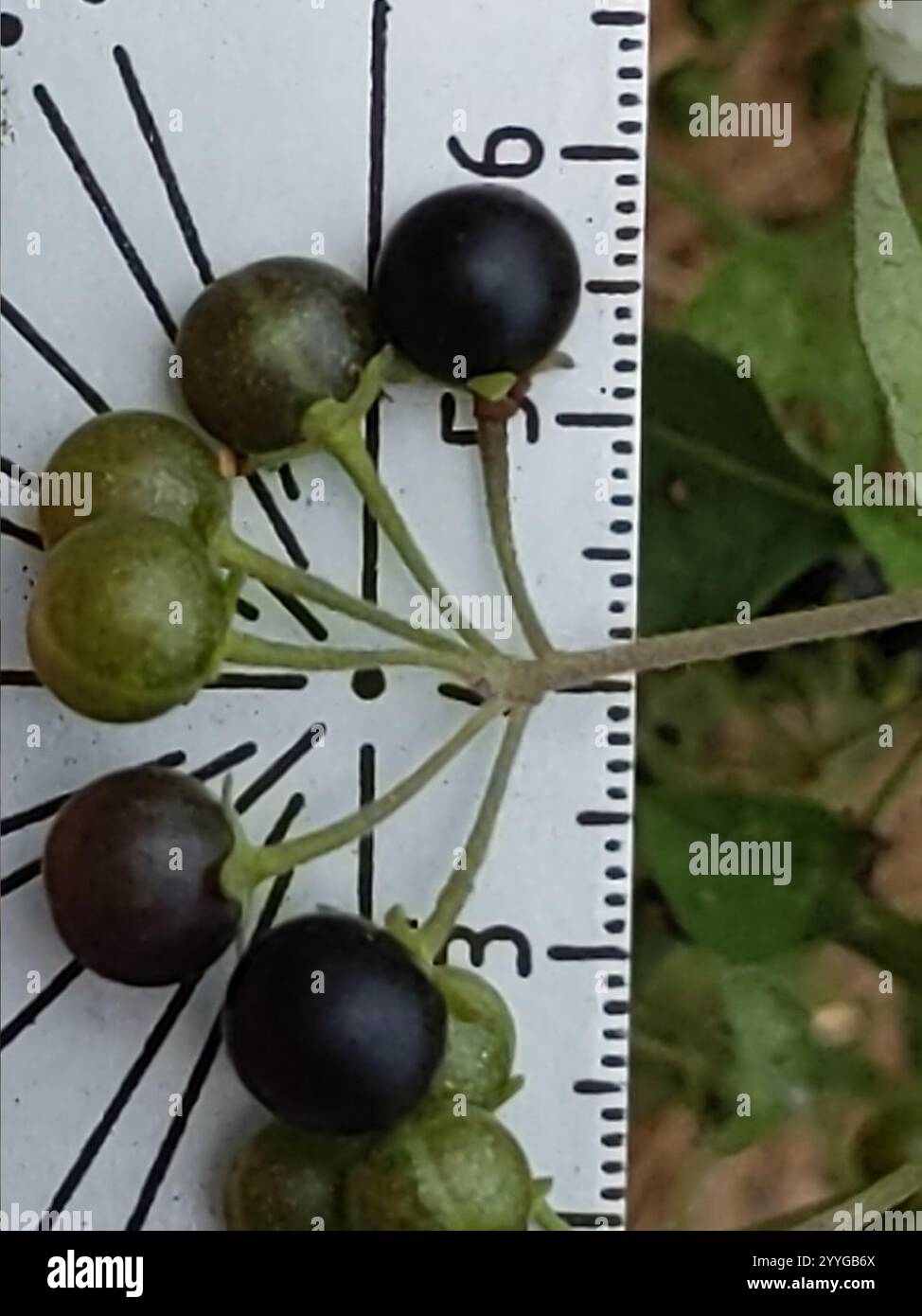 Solanum douglasii hi-res stock photography and images - Alamy
