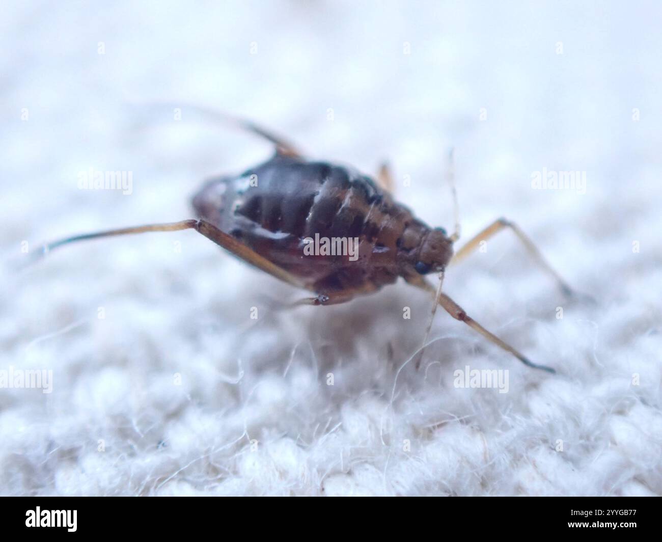 Giant Conifer Aphids (Cinara Stock Photo - Alamy