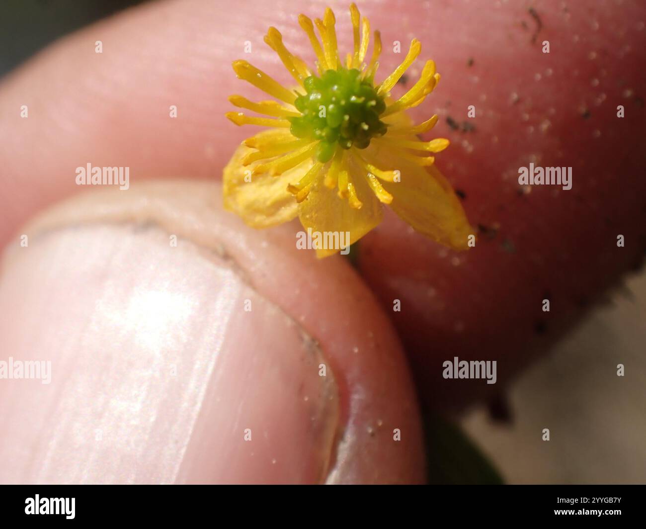 Small Yellow Water-crowfoot (Ranunculus gmelinii Stock Photo - Alamy